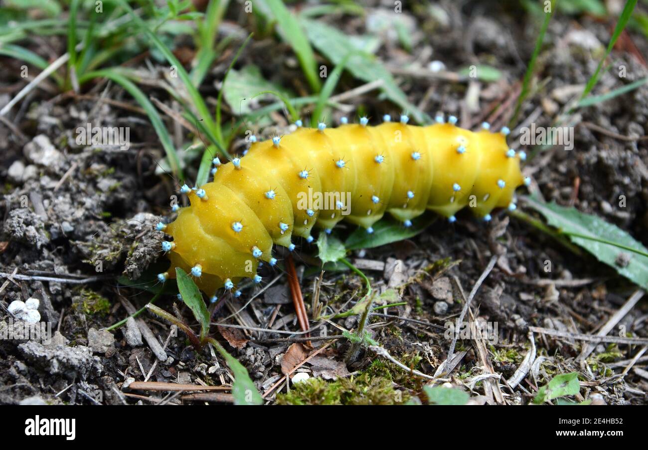 Large caterpillar in the natural environment Stock Photo - Alamy