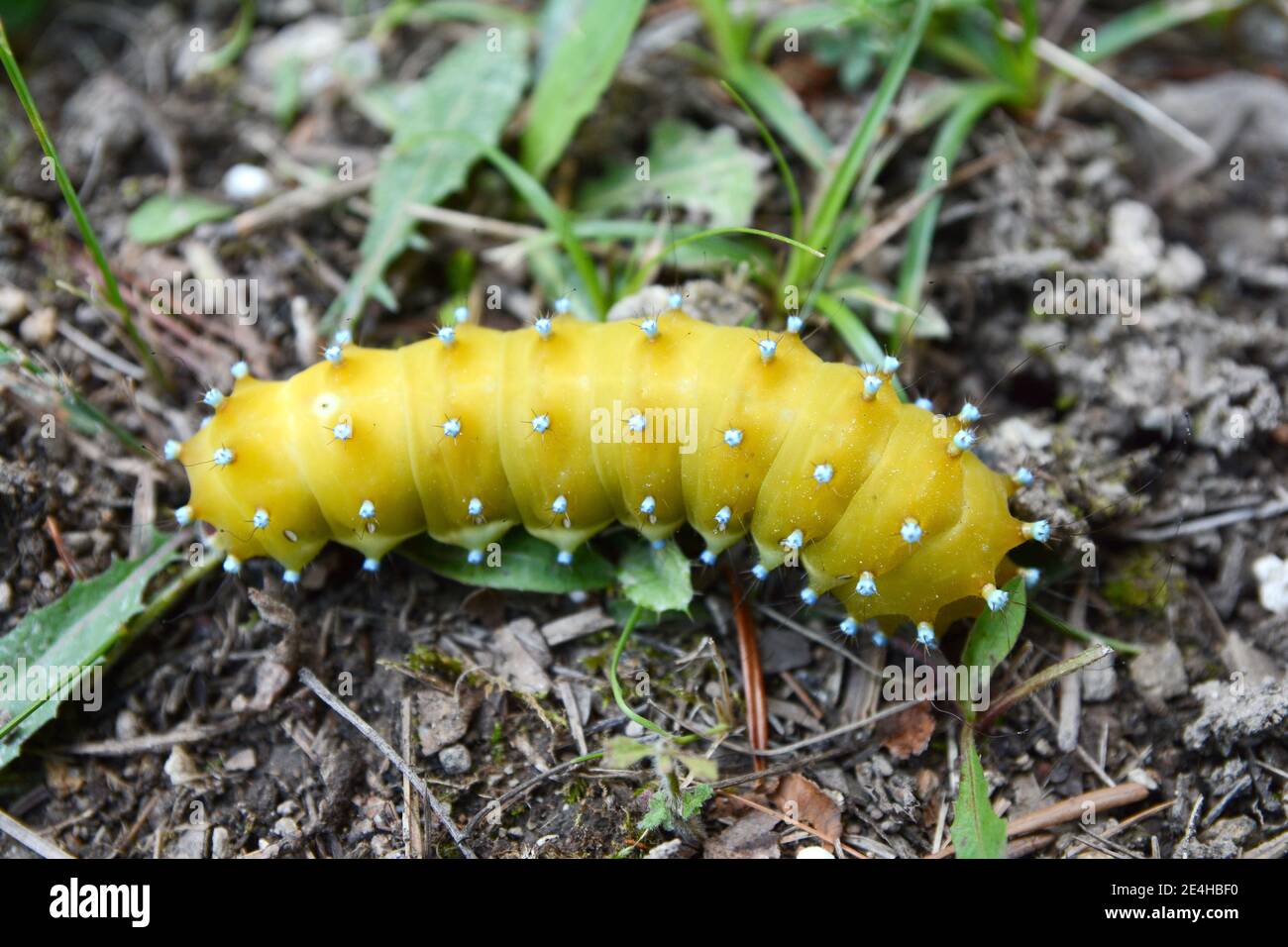 Large caterpillar in the natural environment Stock Photo - Alamy