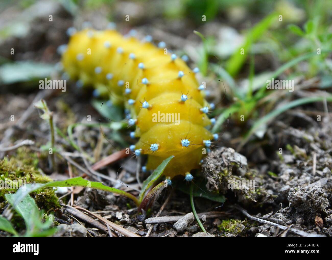 Large caterpillar in the natural environment Stock Photo - Alamy