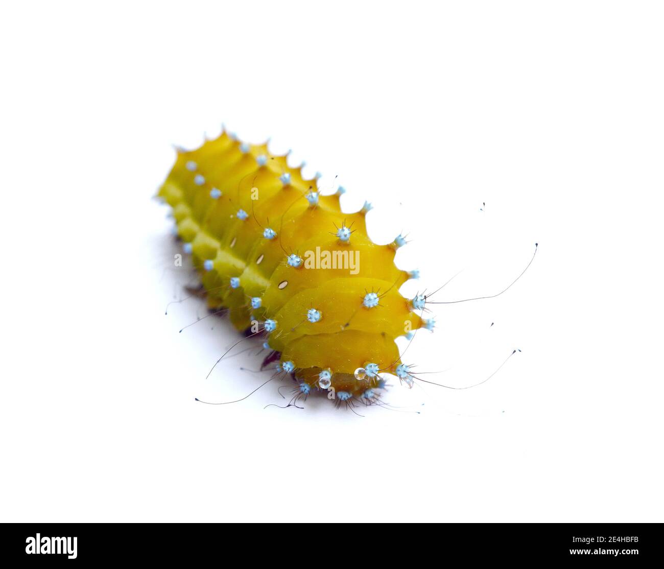 Large caterpillar isolated on a white background Stock Photo - Alamy