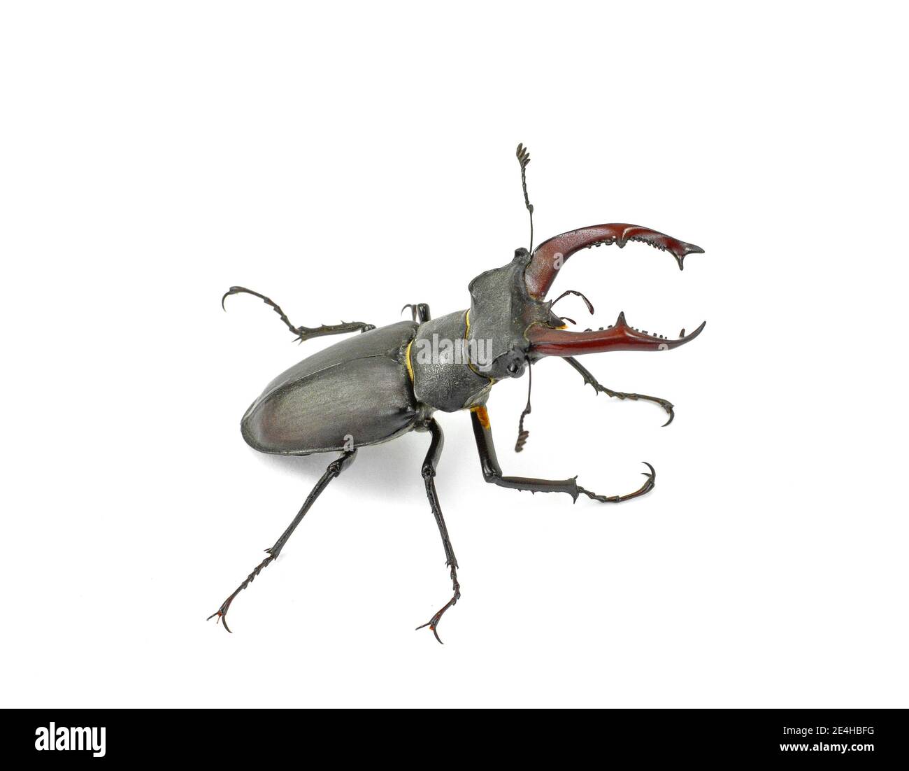 Male stag beetle isolated on white background Stock Photo - Alamy