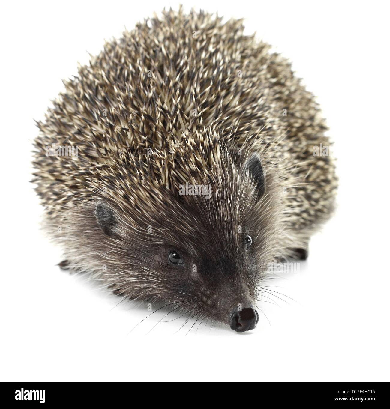 Hedgehog isolated on white background Stock Photo - Alamy