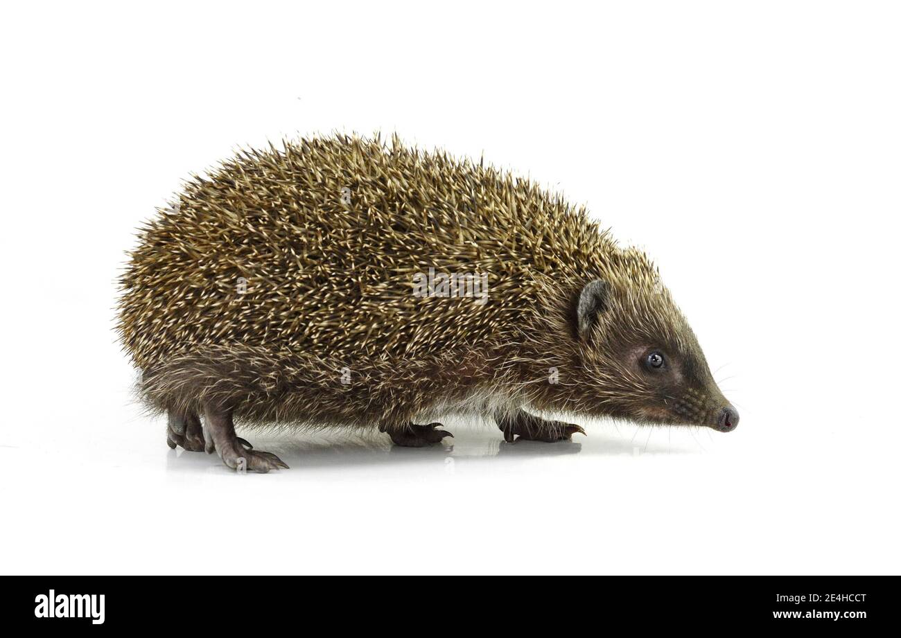 Hedgehog isolated on white background Stock Photo - Alamy