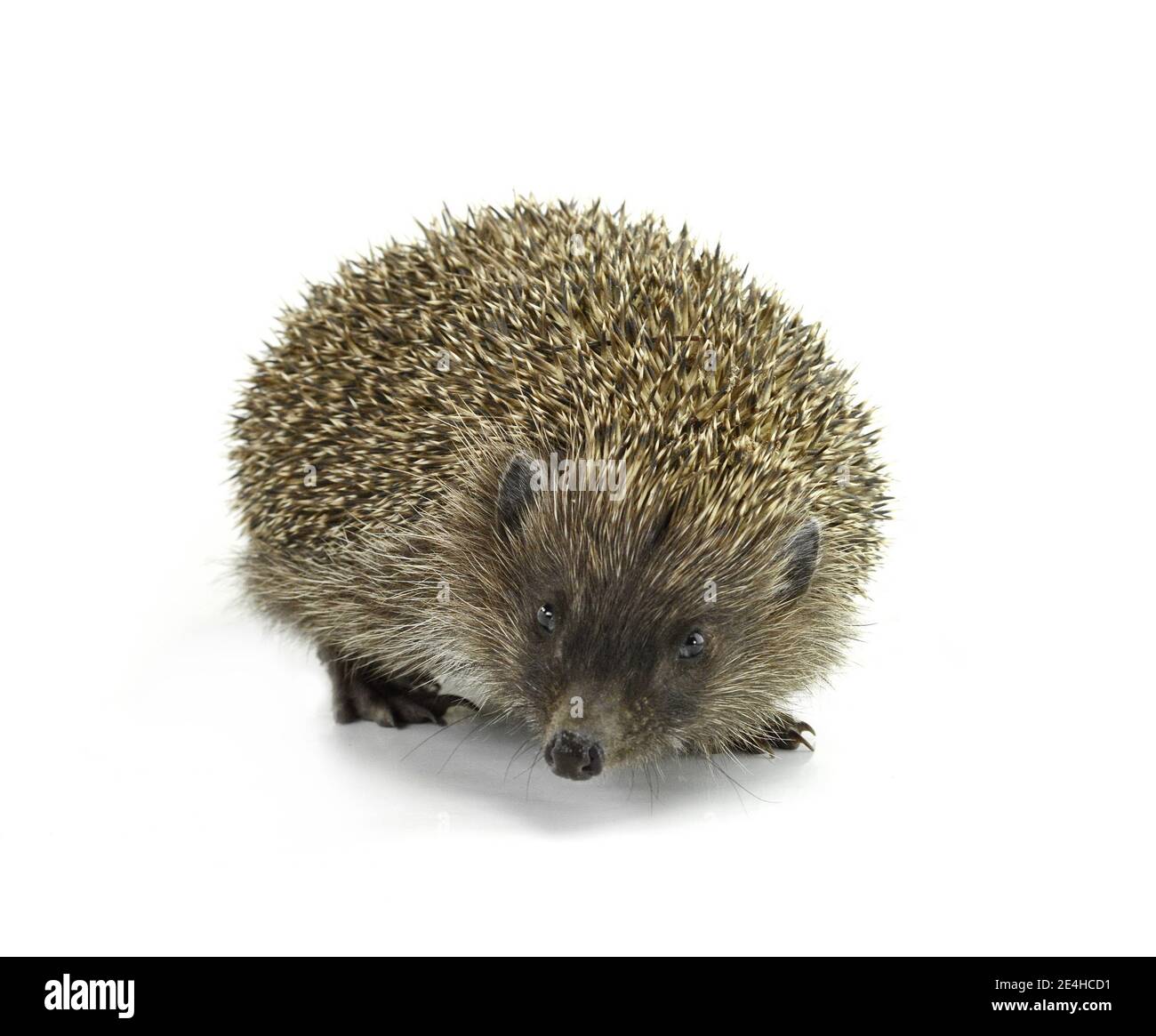 Hedgehog isolated on white background Stock Photo - Alamy