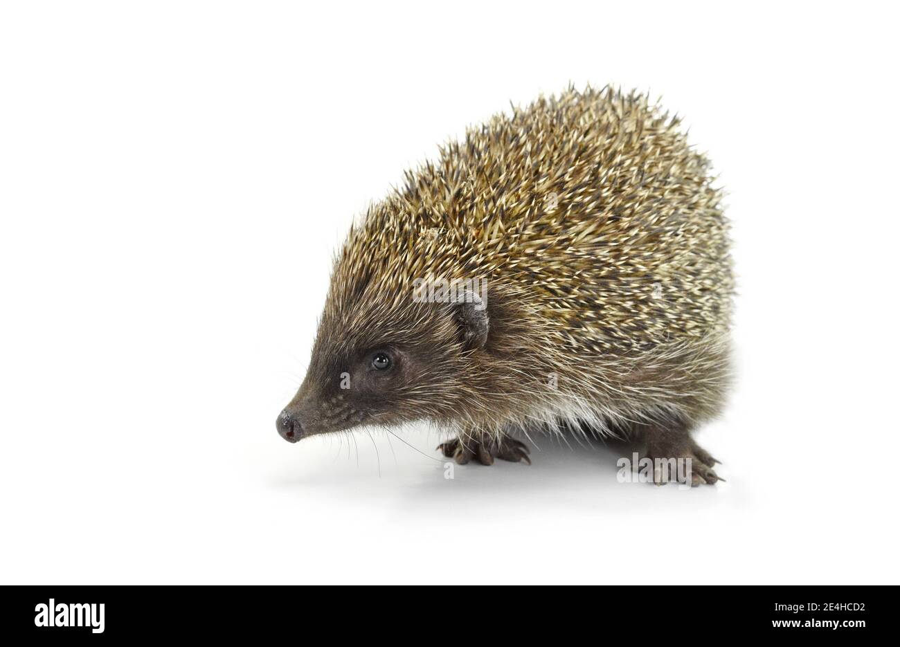 Hedgehog isolated on white background Stock Photo - Alamy