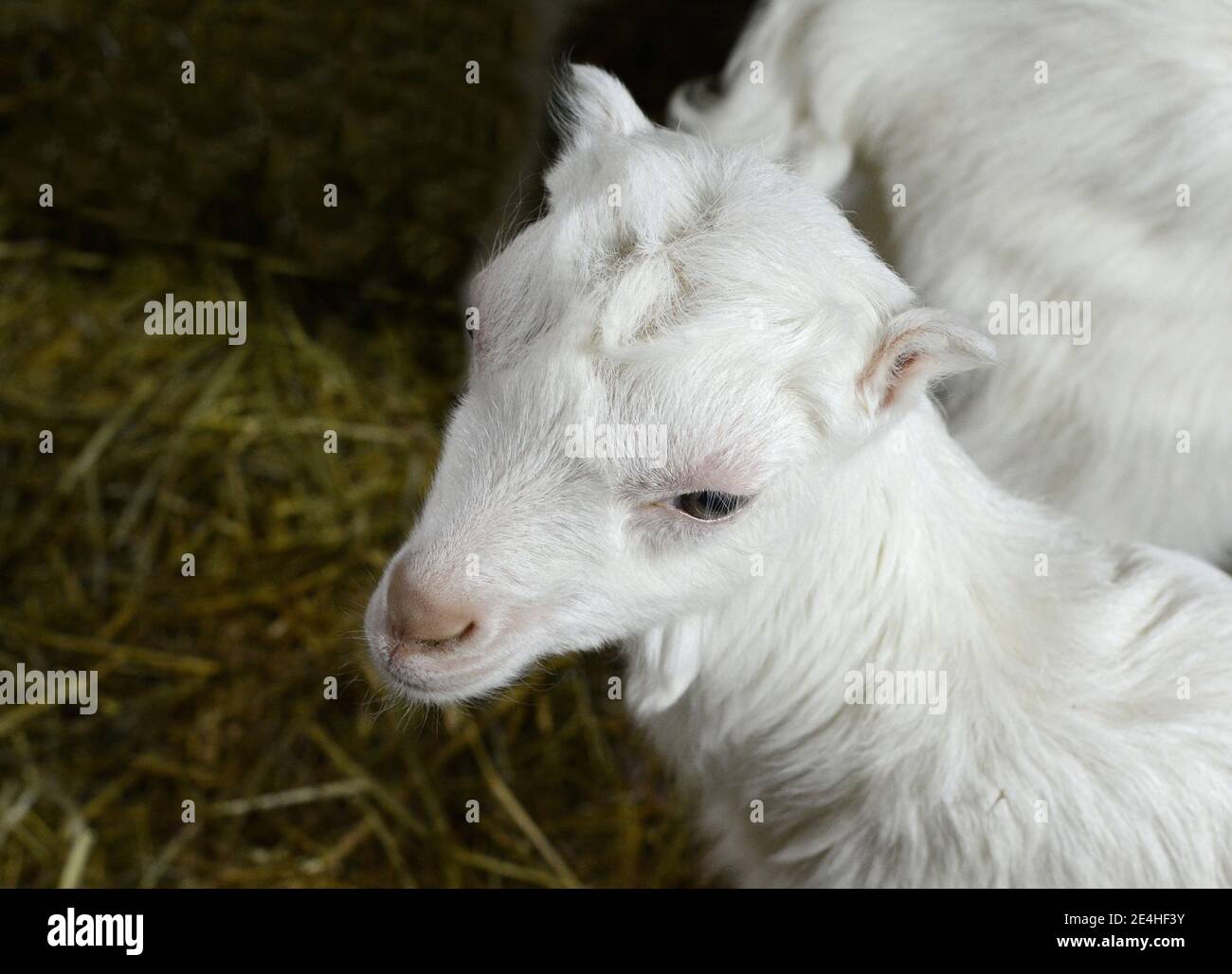 Beautiful white goat in the stall Stock Photo - Alamy