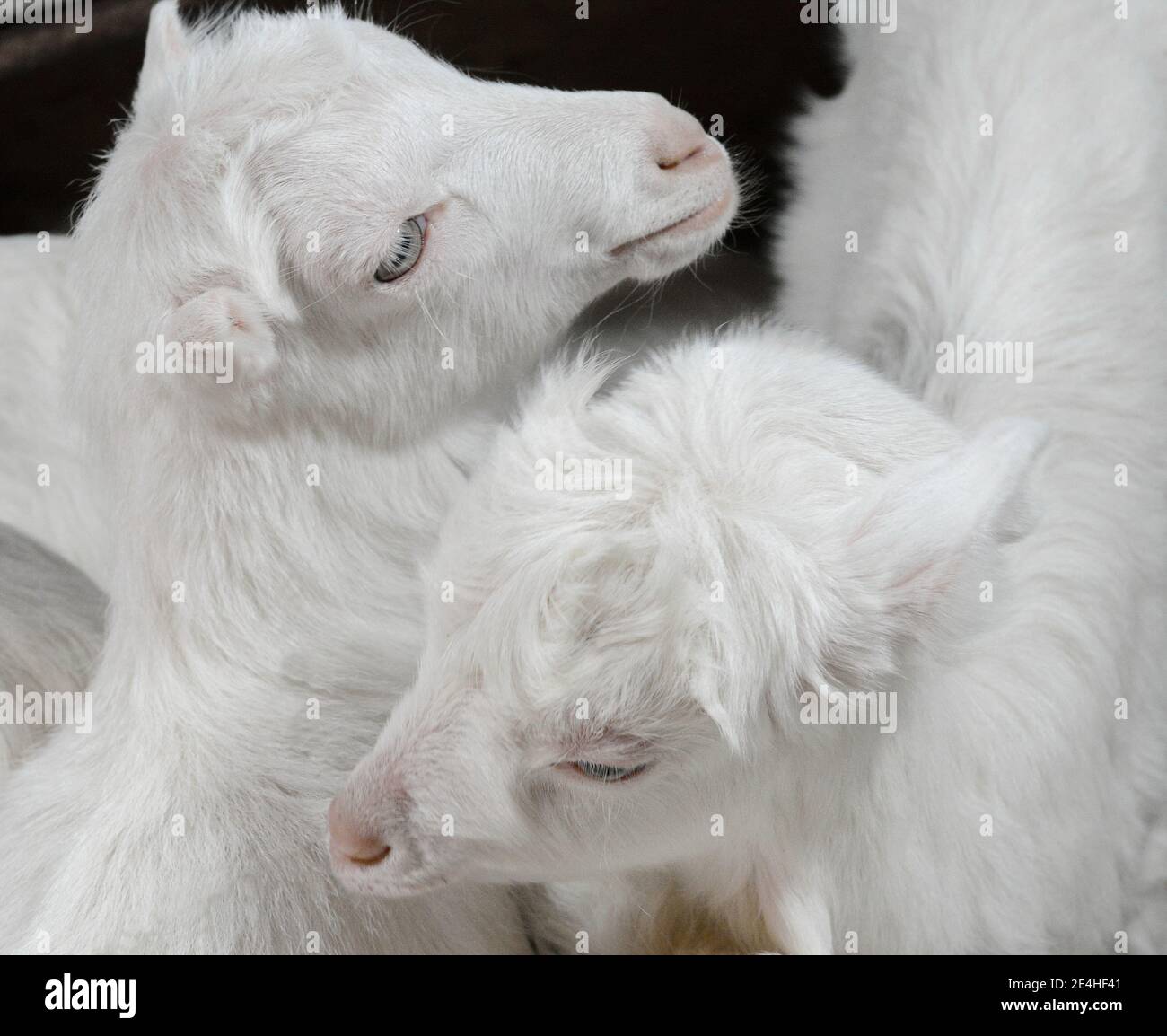 Beautiful white goat in the stall Stock Photo - Alamy