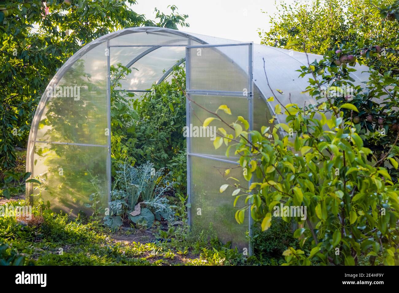 Greenhouse. Organic food. Open greenhouse with tomatoes in the middle ...