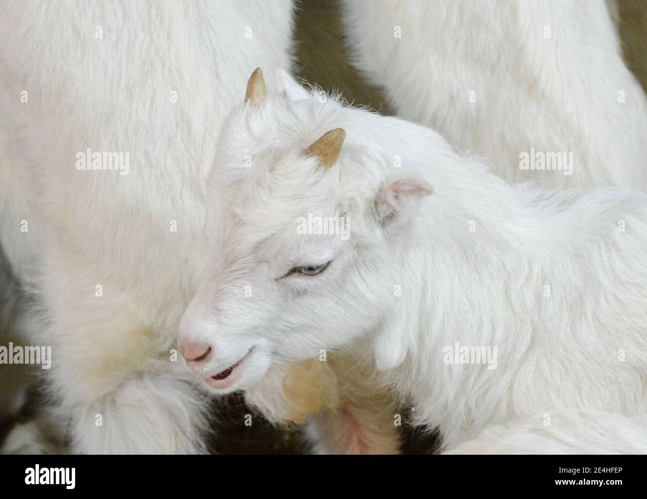 Beautiful white goat in the stall Stock Photo - Alamy