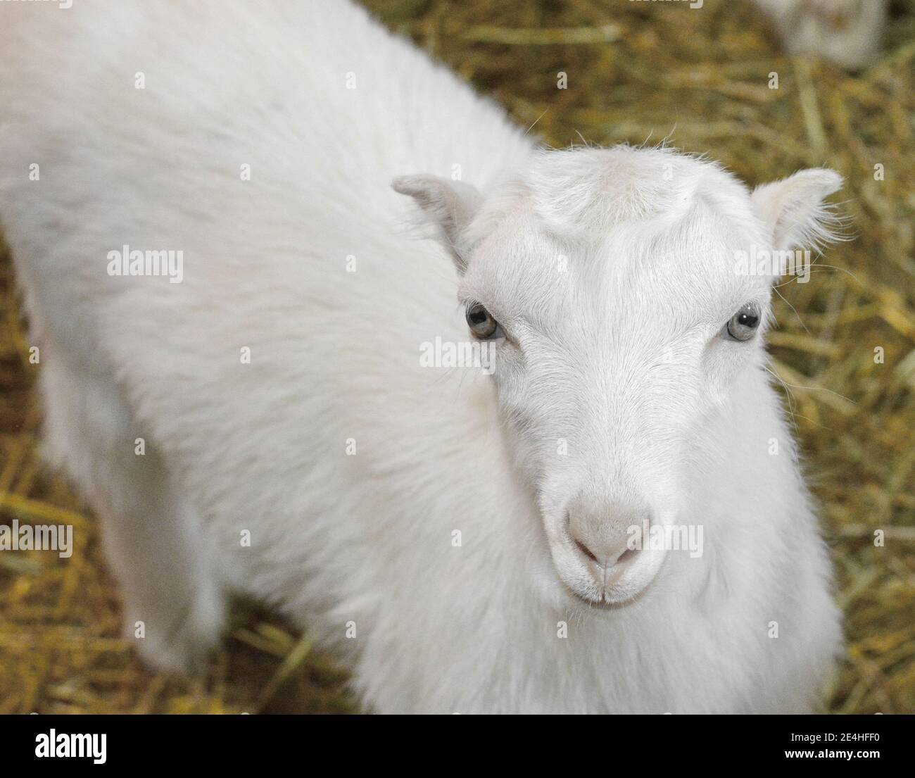 Beautiful white goat in the stall Stock Photo - Alamy