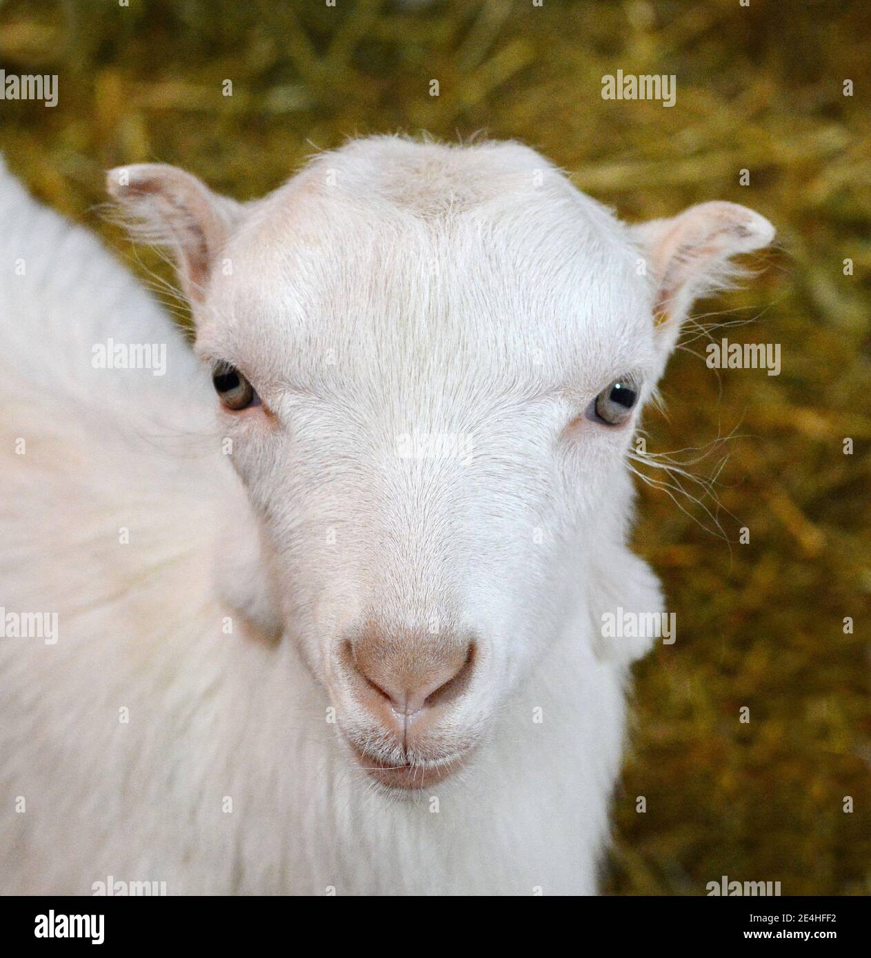 Beautiful white goat in the stall Stock Photo - Alamy