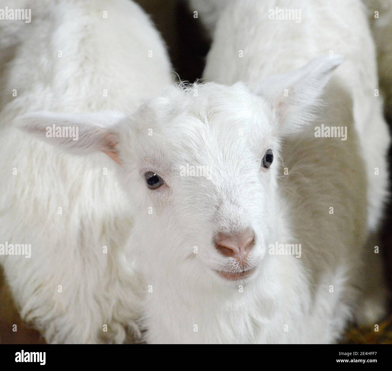 Beautiful white goat in the stall Stock Photo - Alamy