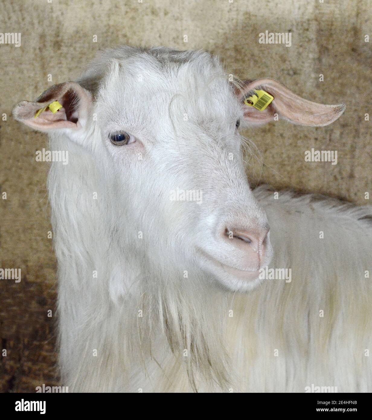 Beautiful white goat in the stall. Portrait of goat Stock Photo - Alamy