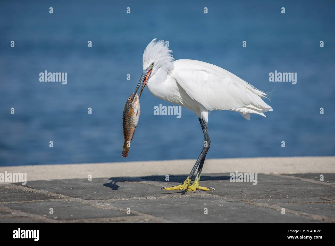 Bird cathing fish in harbour Stock Photo - Alamy