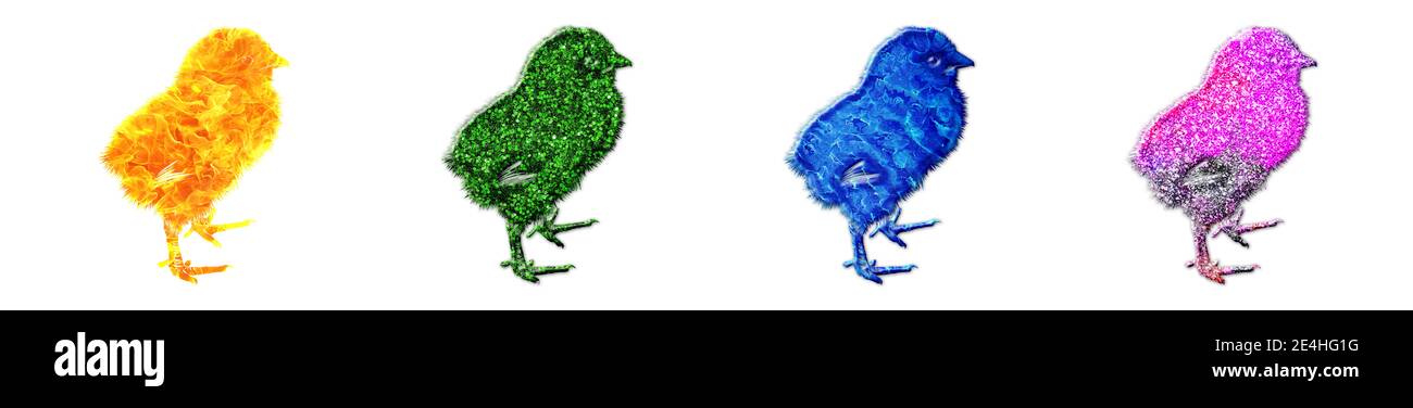 Illustration of a little chicken in four different colors on a white ...