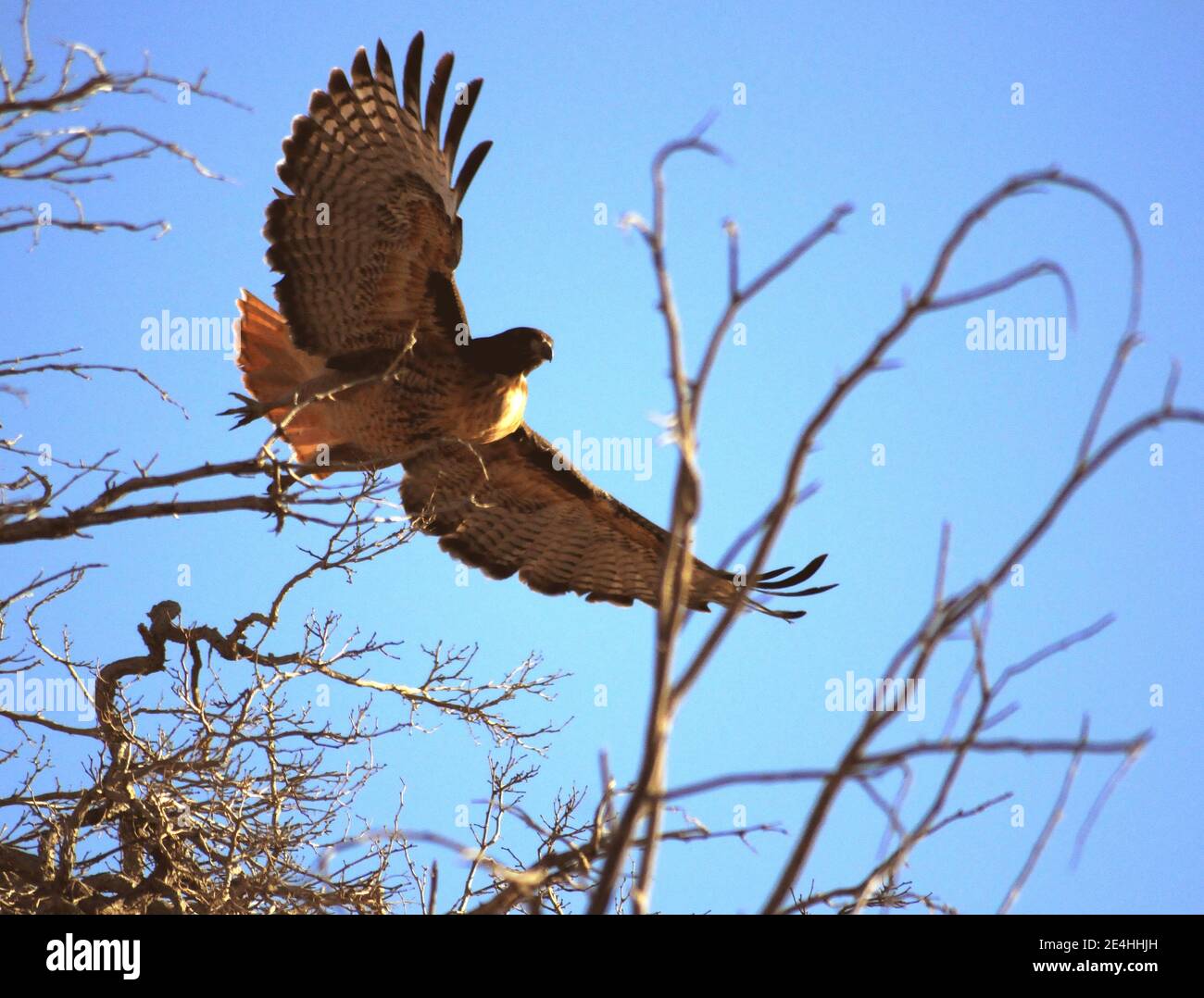 Hawk flying above trees hi-res stock photography and images - Alamy