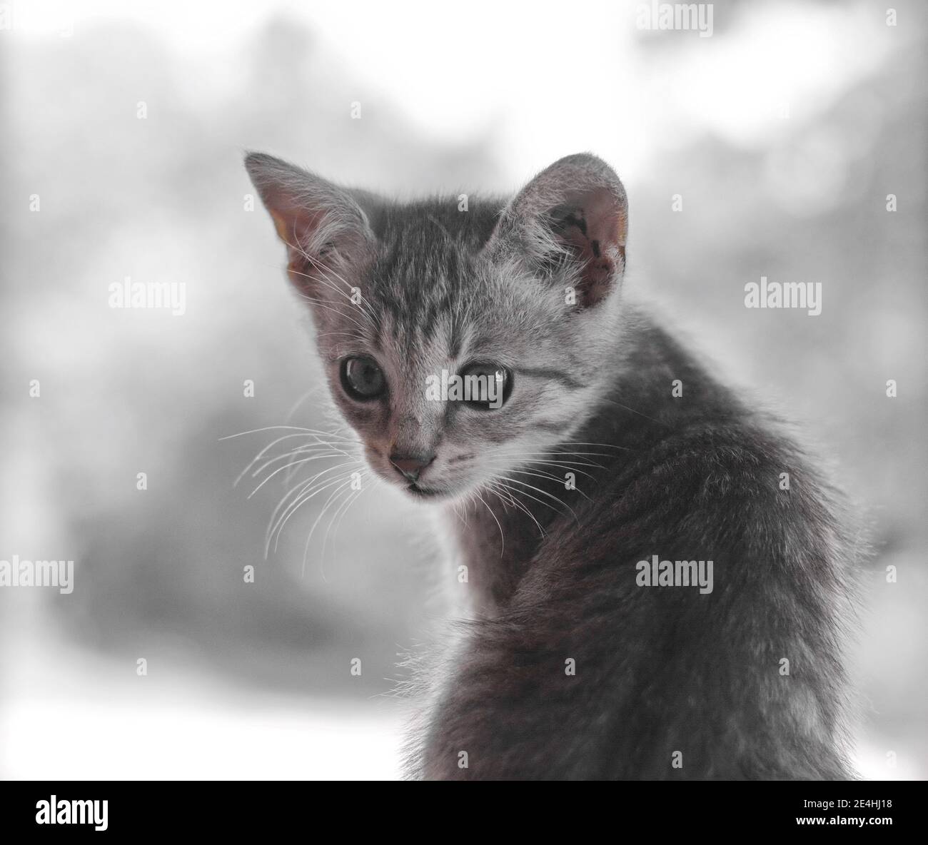 Portrait of cute young cat Stock Photo - Alamy