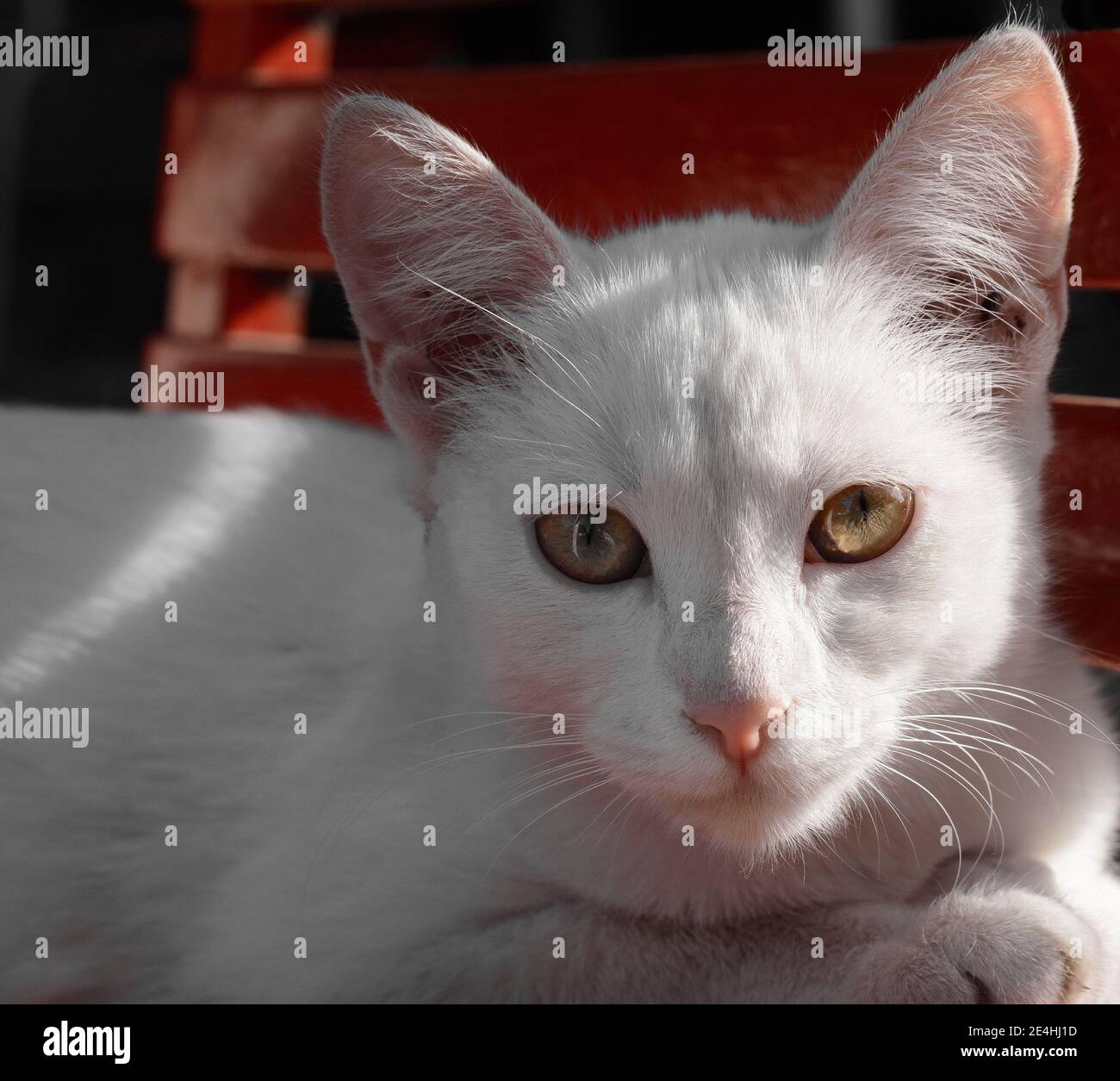 Portrait of Beautiful pure white cat Stock Photo - Alamy