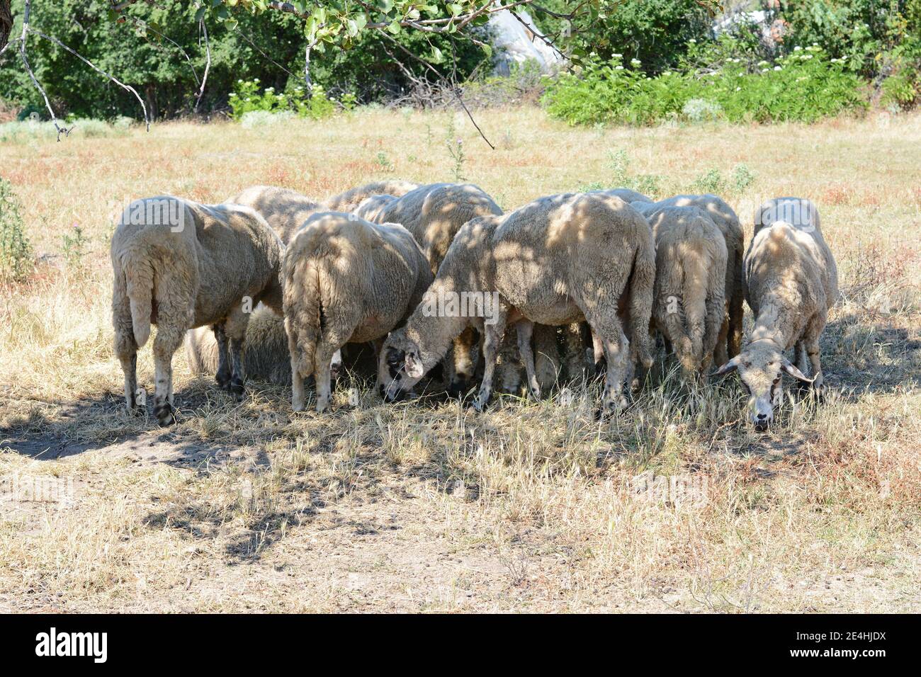 Sheep muzzle outdoors. Standing and staring breeding agriculture animal ...