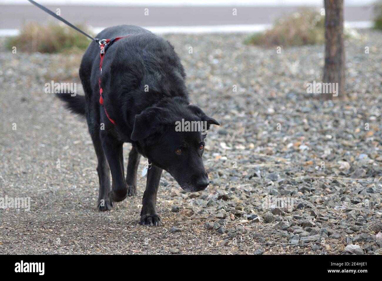 Black Labrador mix on a walk in a harness Stock Photo - Alamy