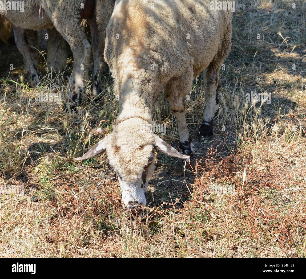 Sheep muzzle outdoors. Standing and staring breeding agriculture animal ...