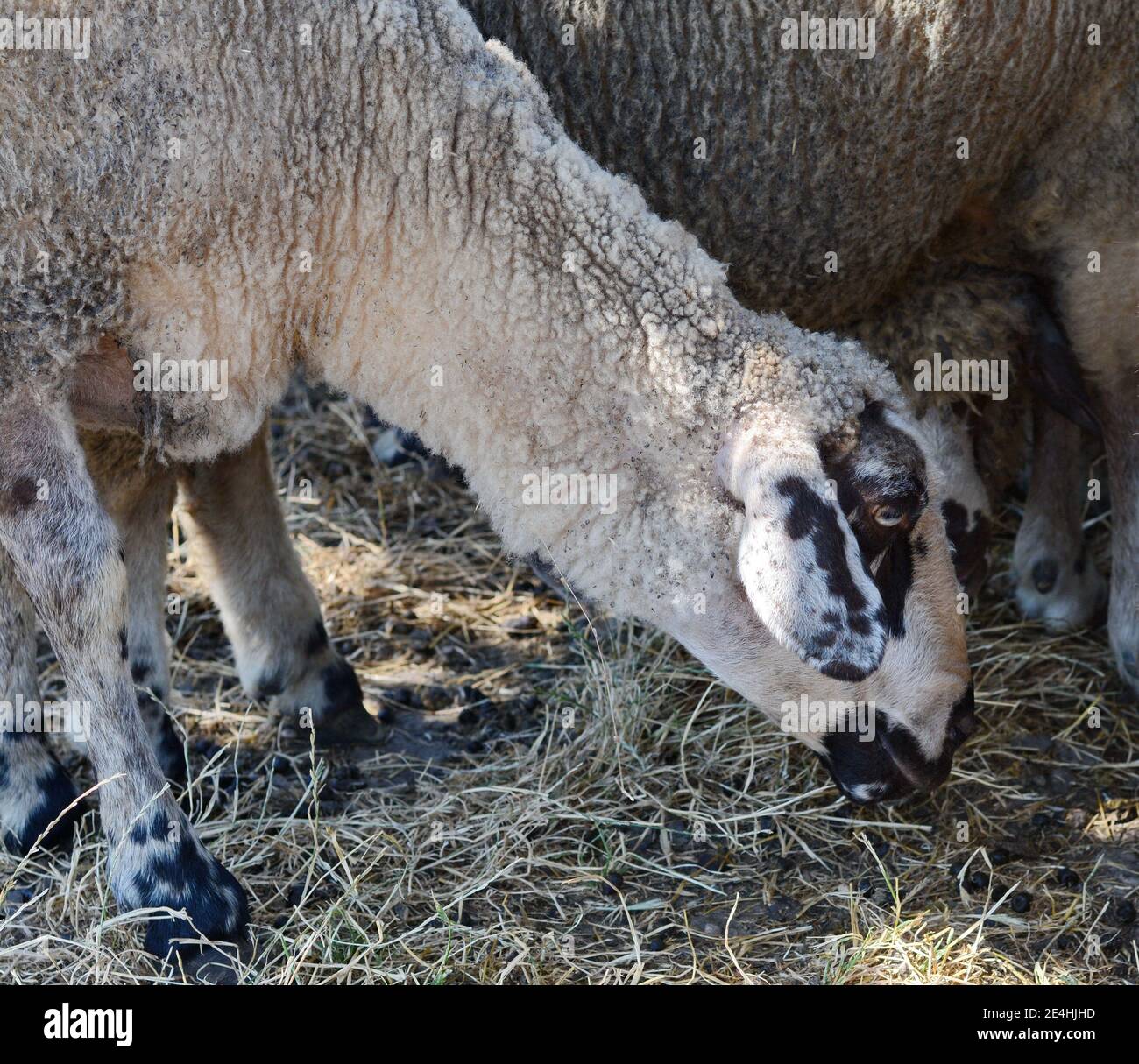 Sheep muzzle outdoors. Standing and staring breeding agriculture animal ...