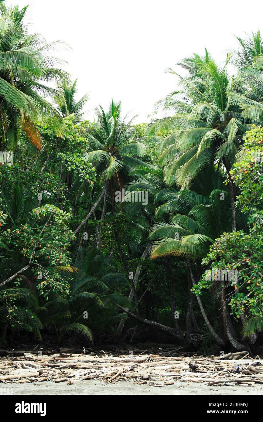 Lush, tropical jungle with palm trees on a beach front in Montezuma ...