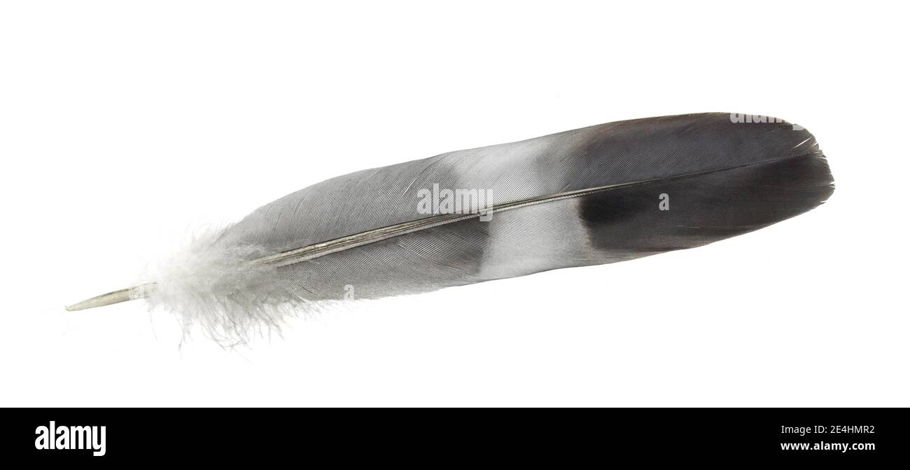 Bird feather isolated on white Stock Photo - Alamy