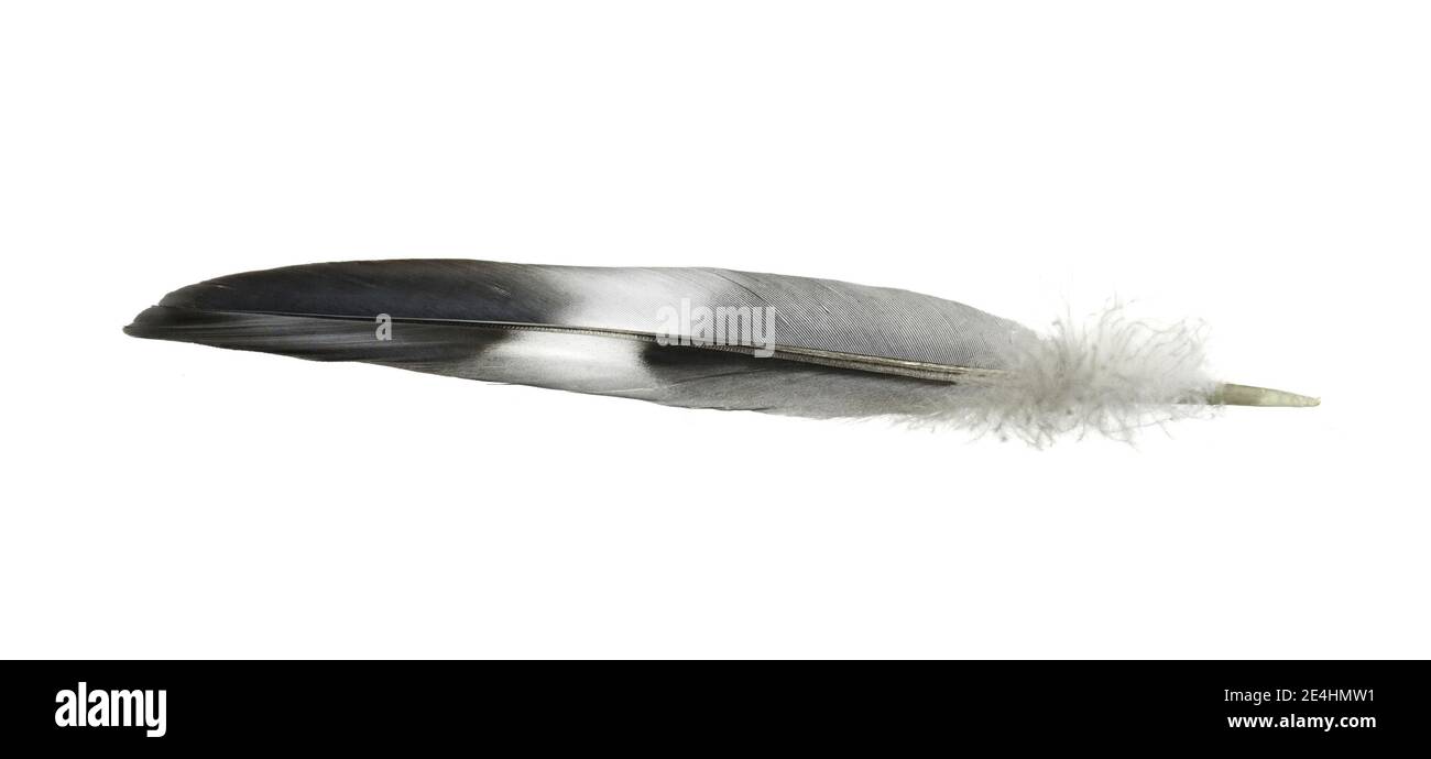 Bird feather isolated on white Stock Photo - Alamy