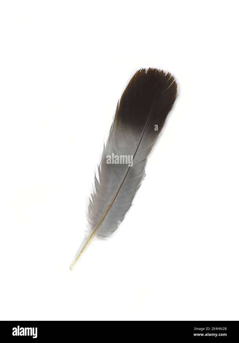 Bird feather isolated on white Stock Photo - Alamy