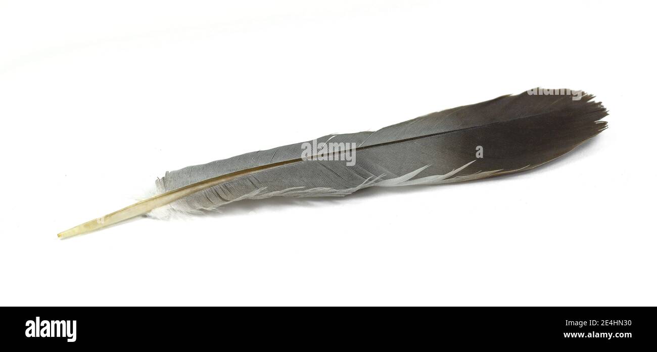 Bird feather isolated on white Stock Photo - Alamy