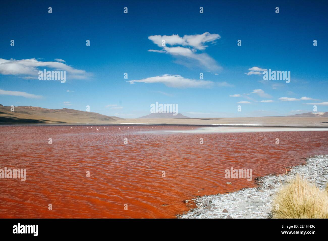 Red lagoon (laguna colorada) with pink coloured water in the Uyuni Salt ...