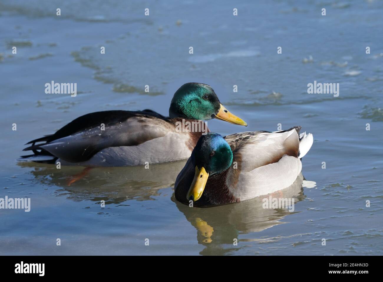 Mallard ducks flying in front hi-res stock photography and images - Alamy