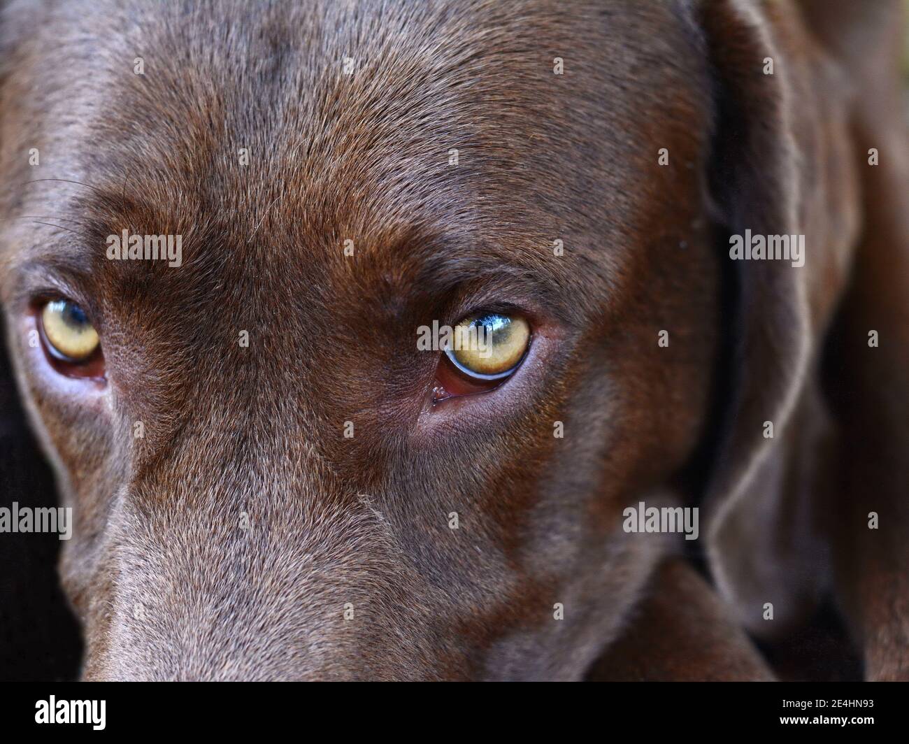 Portrait of a beautiful brown dog Stock Photo - Alamy