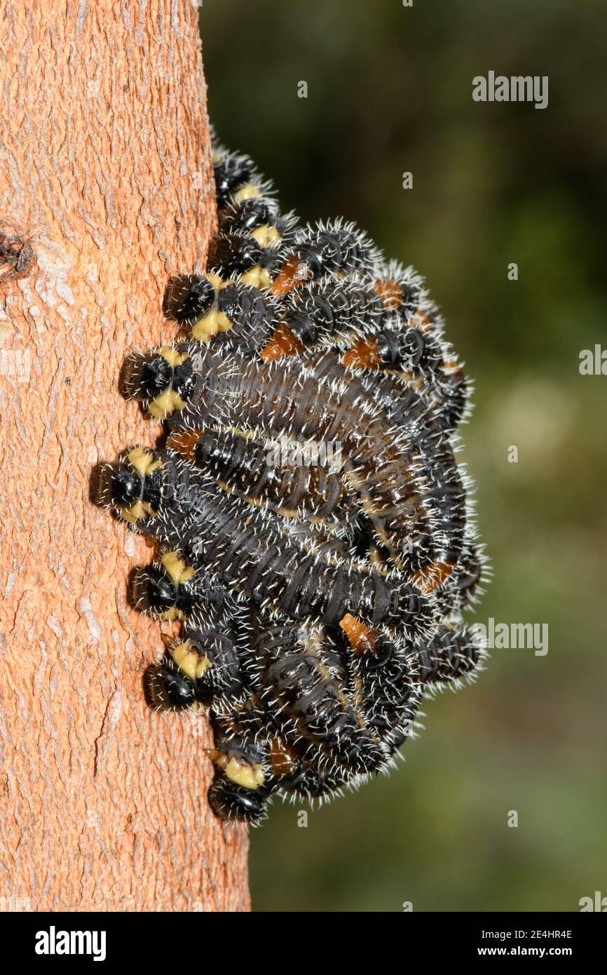 Spitfire larvae hi-res stock photography and images - Alamy