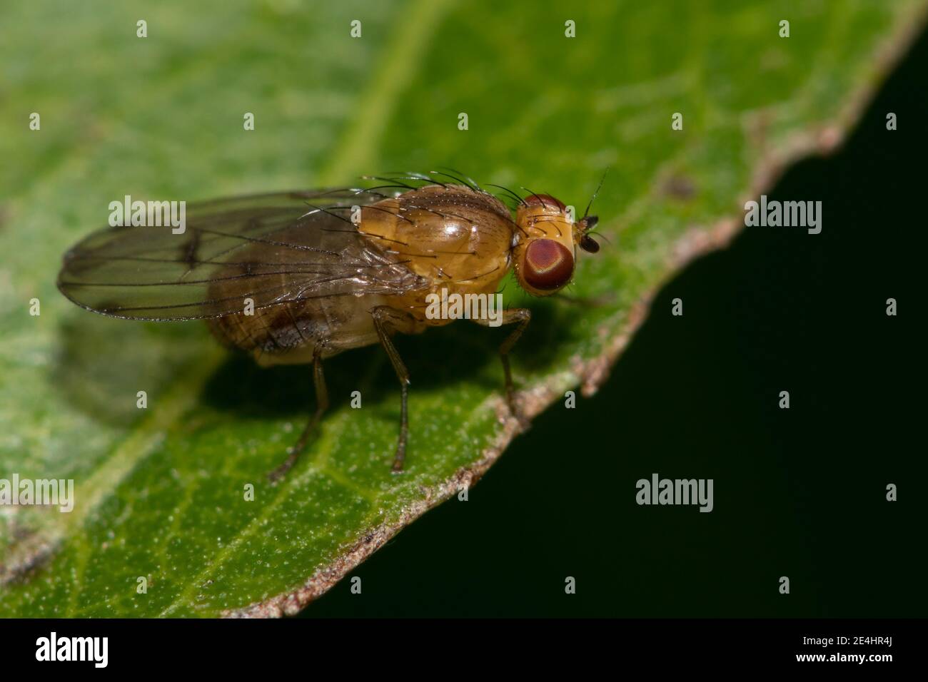 Jumping Spider facing forward Stock Photo - Alamy