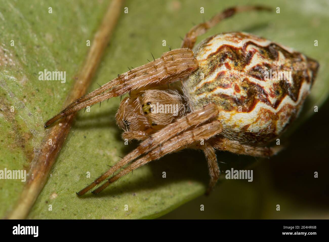 Orb weaver hi-res stock photography and images - Alamy