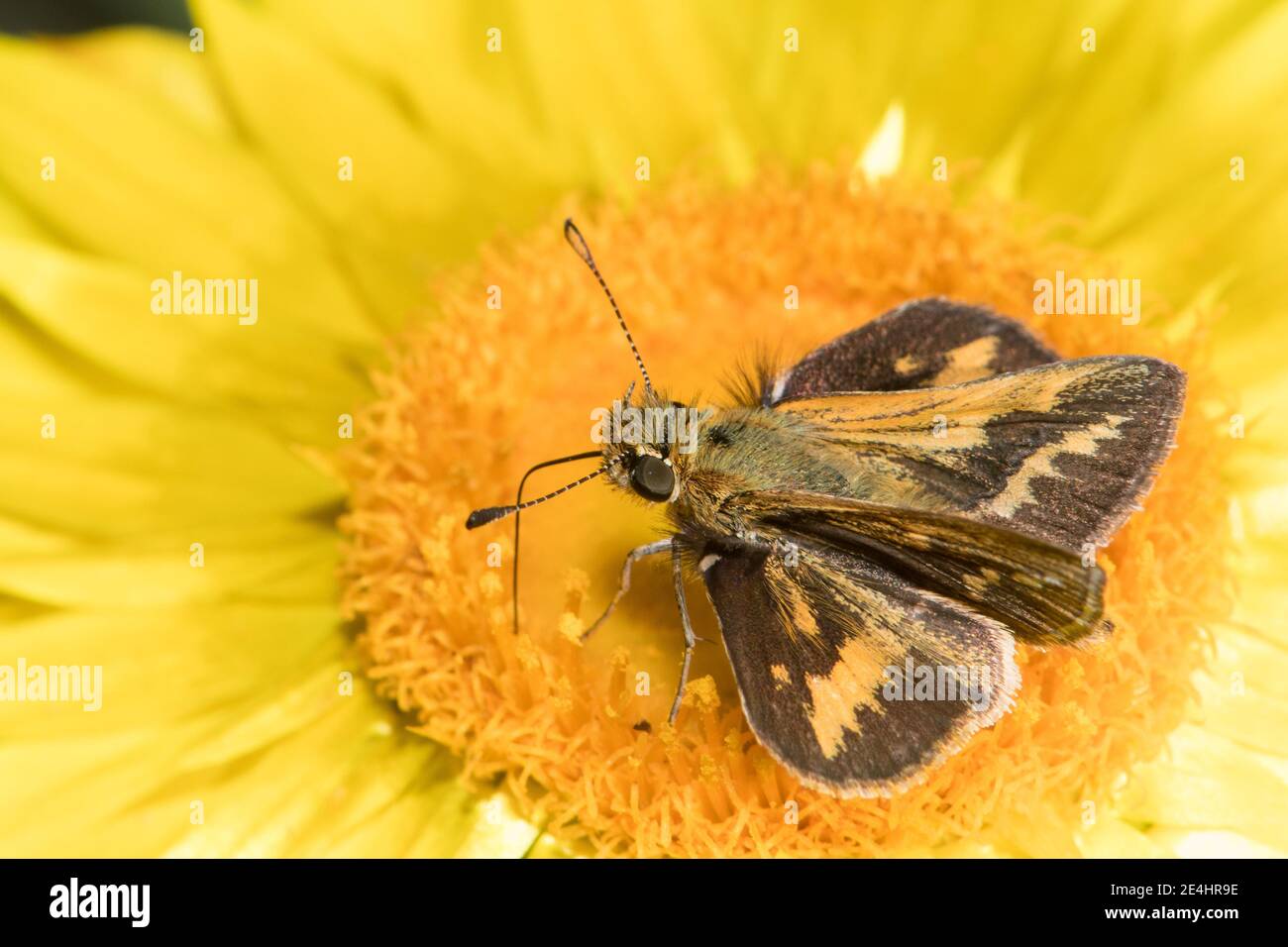 Walkers grass dart hi-res stock photography and images - Alamy