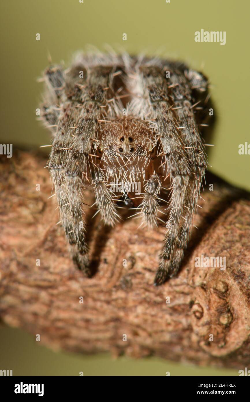Legs weaver hi-res stock photography and images - Alamy