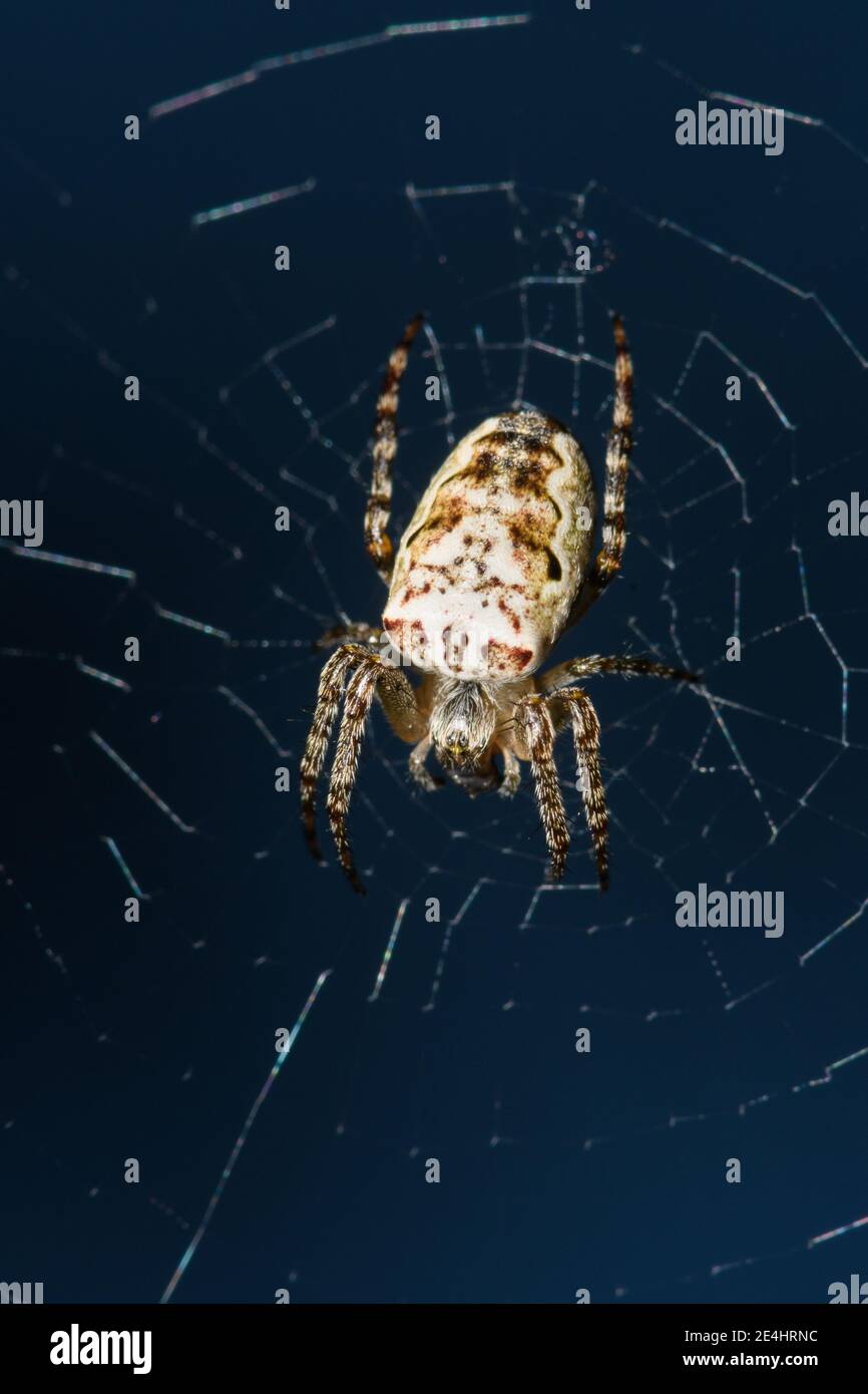 Eastern Bush Orb-weaver, on web Stock Photo - Alamy
