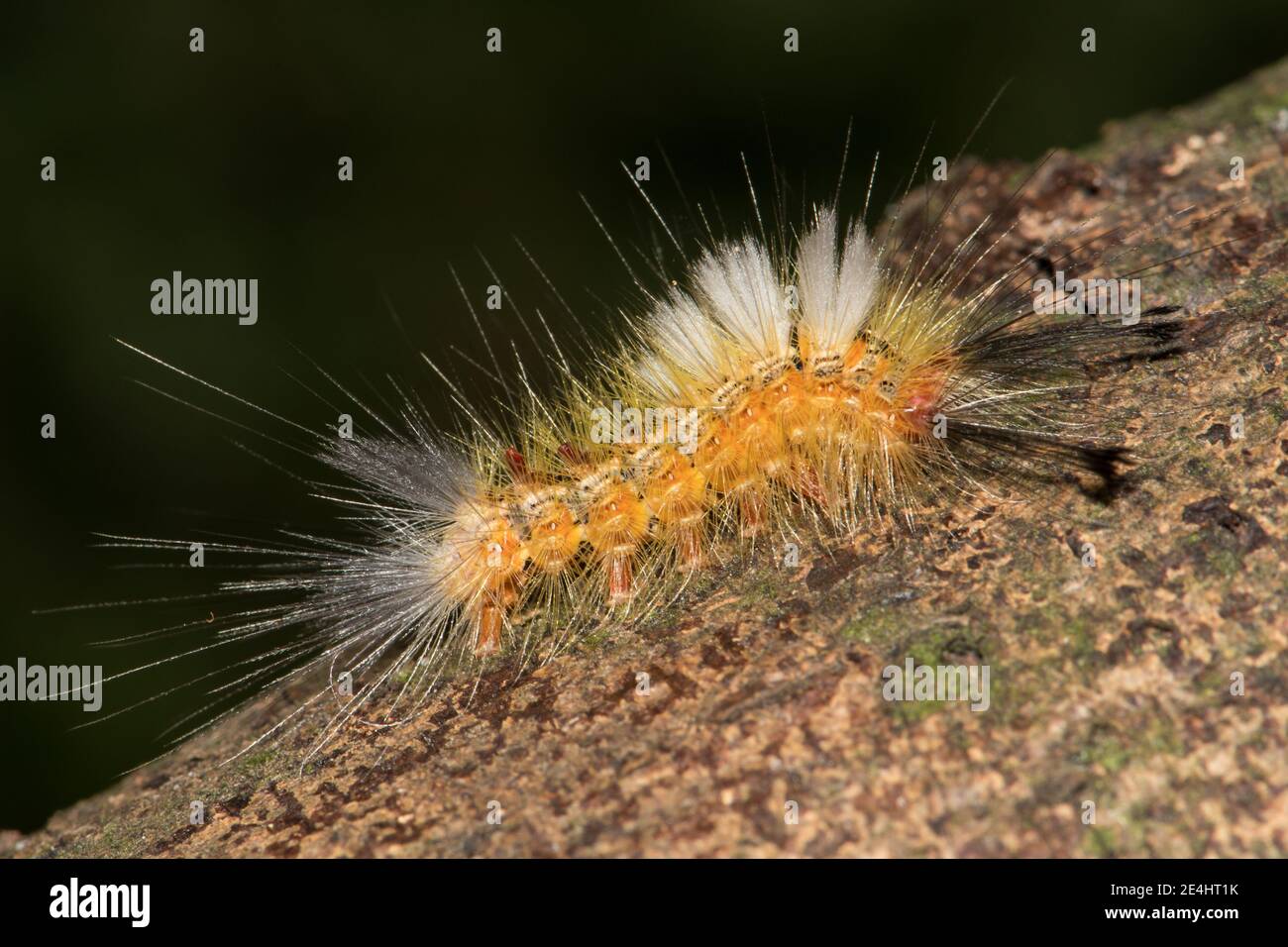 Caterpillar on tree hi-res stock photography and images - Alamy