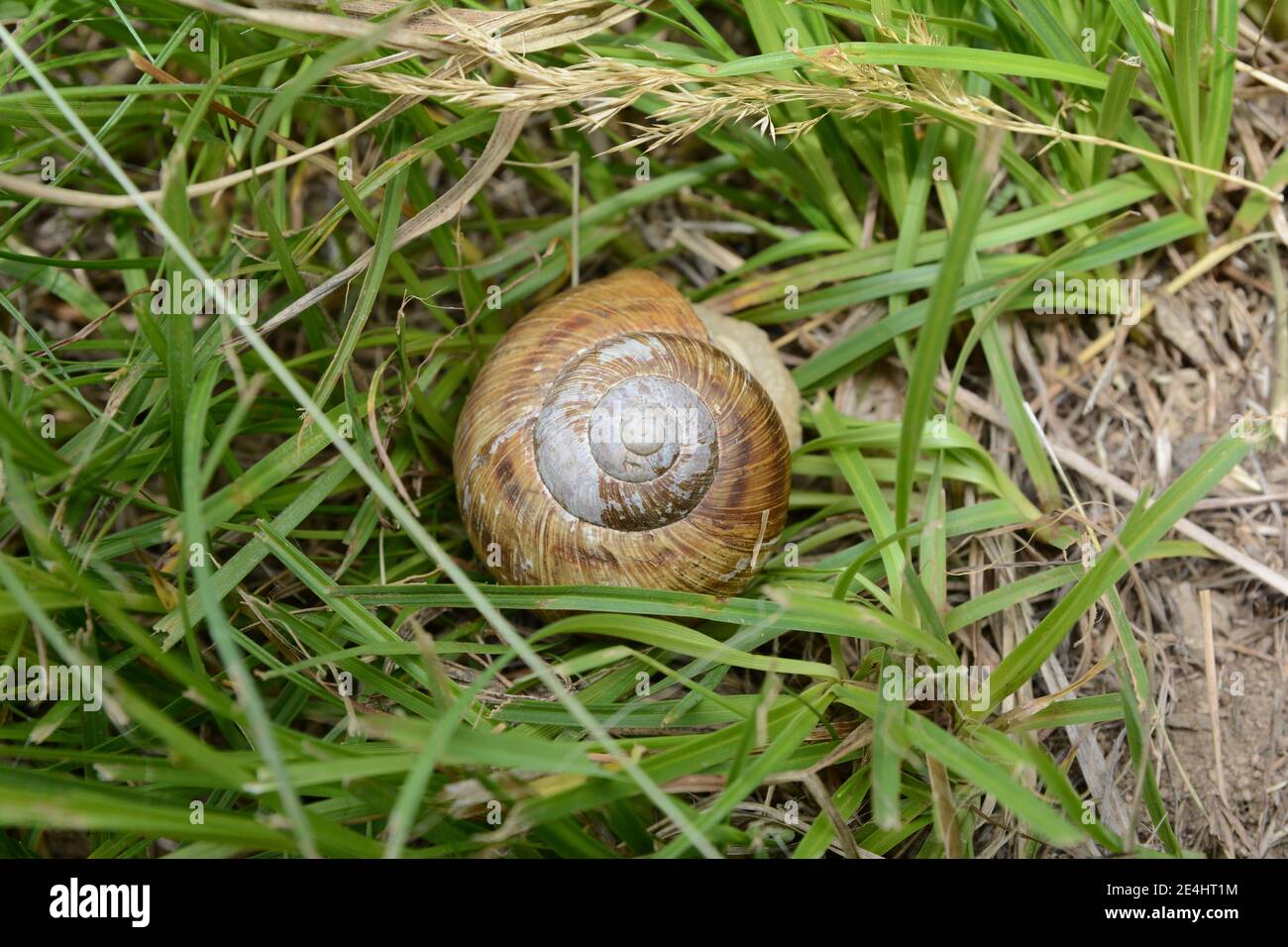 garden snail in a grass Stock Photo - Alamy