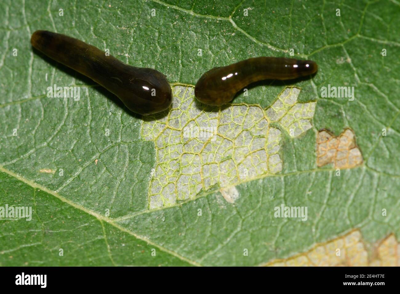 Tree pest hi-res stock photography and images - Alamy