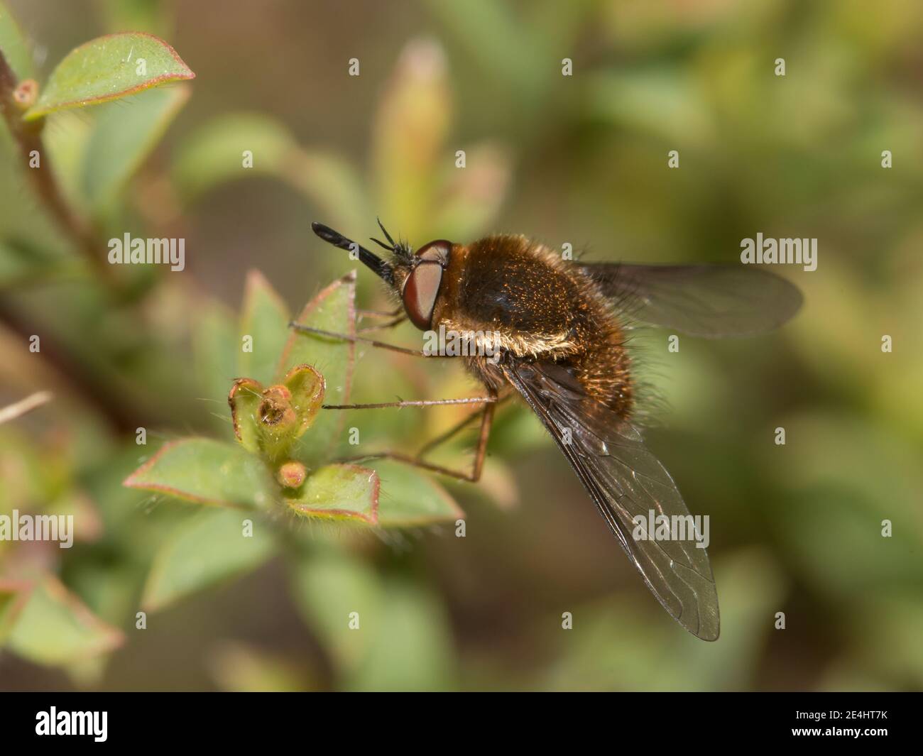 Fly proboscis hi-res stock photography and images - Alamy