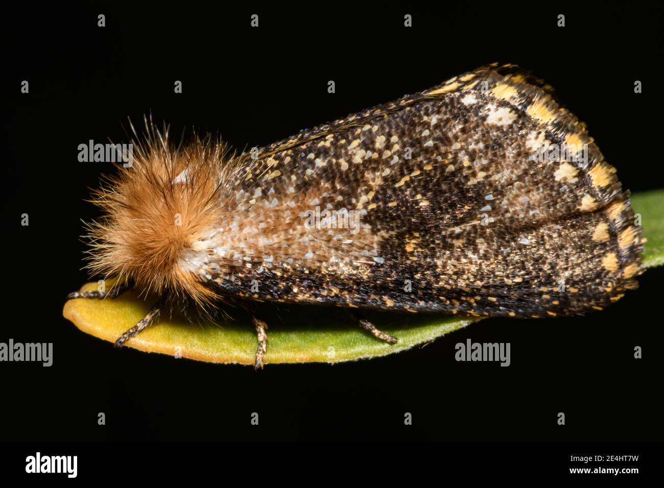 Yellow spotted moth hi-res stock photography and images - Alamy