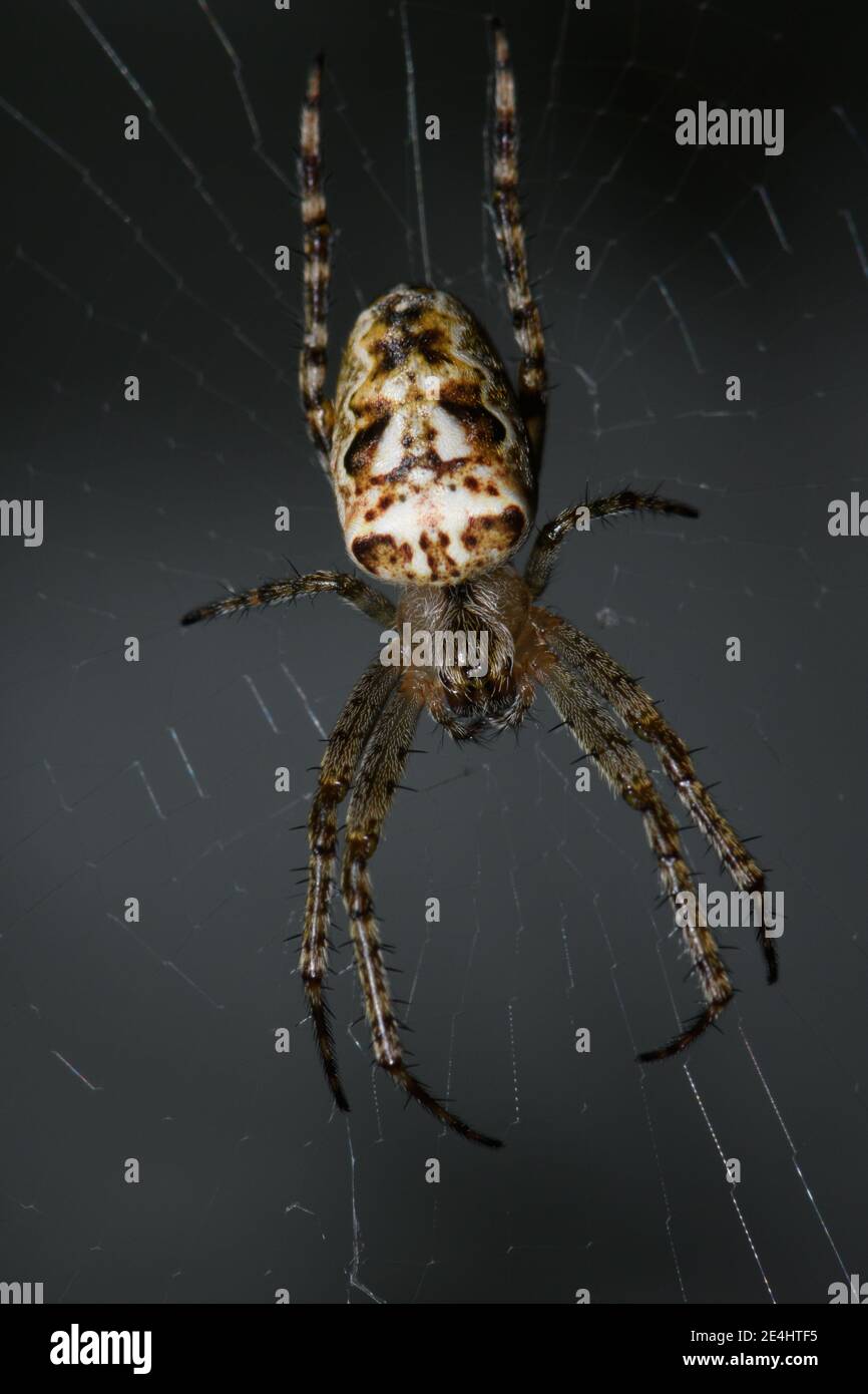 Eastern Bush Orb-weaver, top view Stock Photo - Alamy