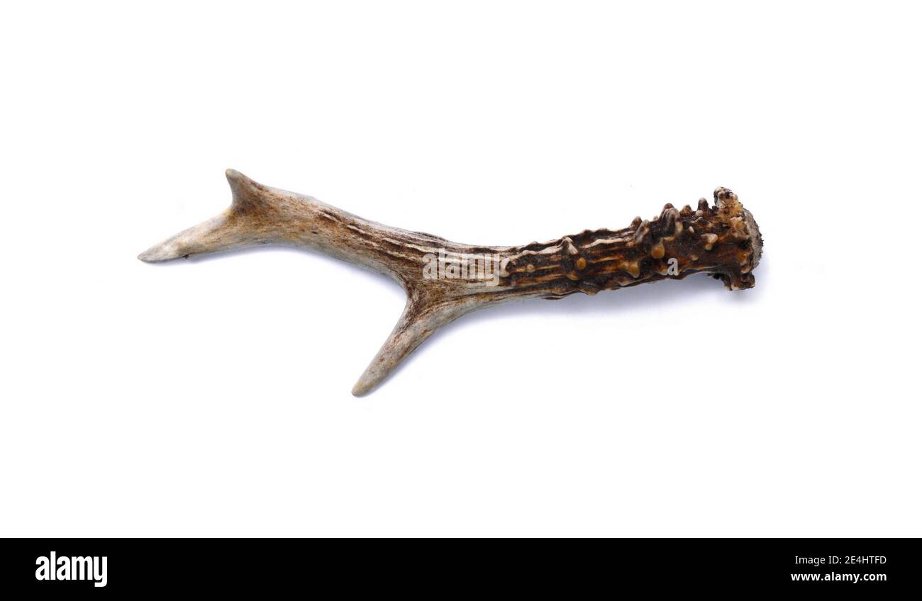 The European roe deer Capreolus capreolus antlers isolated on white ...