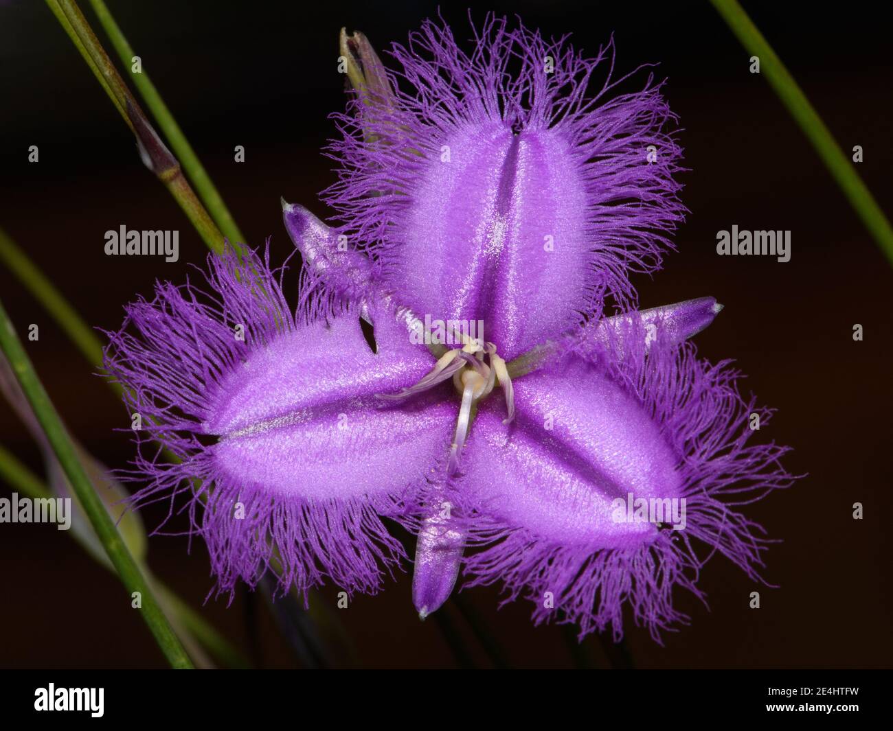 Fringe lily hi-res stock photography and images - Alamy
