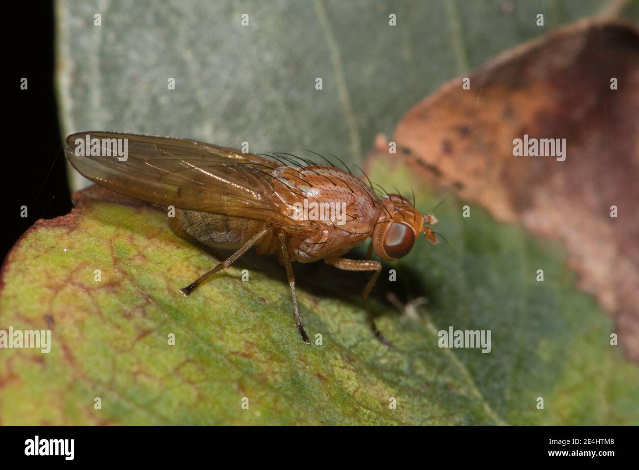 Lauxaniidae hi-res stock photography and images - Alamy
