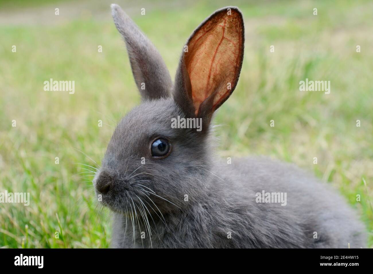 Grey Rabbit in a natural environment Stock Photo - Alamy